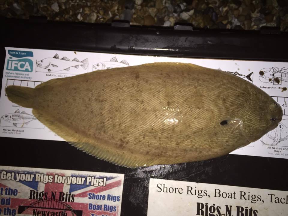 Sea fishing Rigs x 10: Flatty Rigs - Flounder, Dabs, Plaice, Sole Hand ...