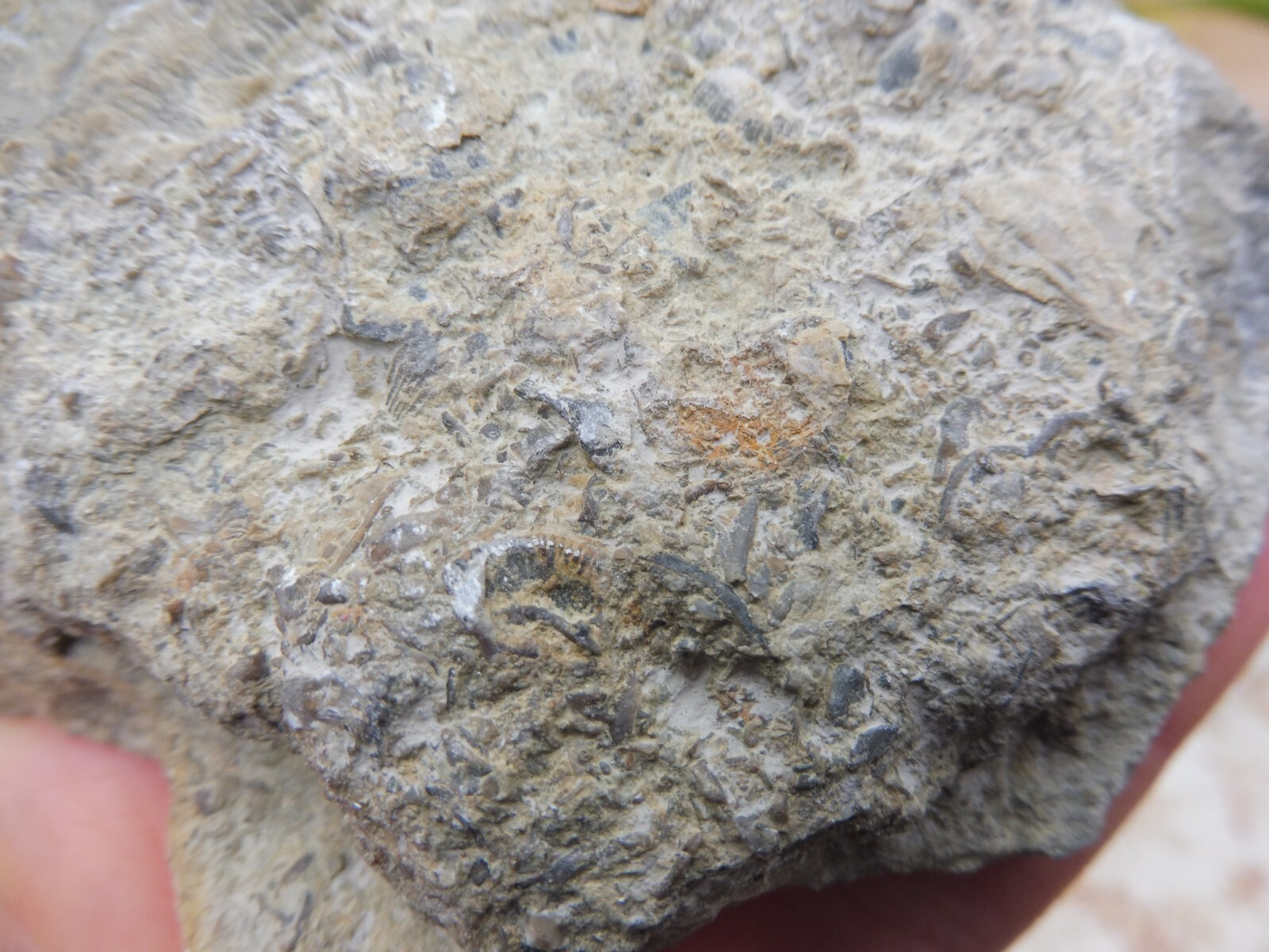 Fossil Seafloor Coral - Wren's Nest (Wenlock Limestone), UK - Silurian ...