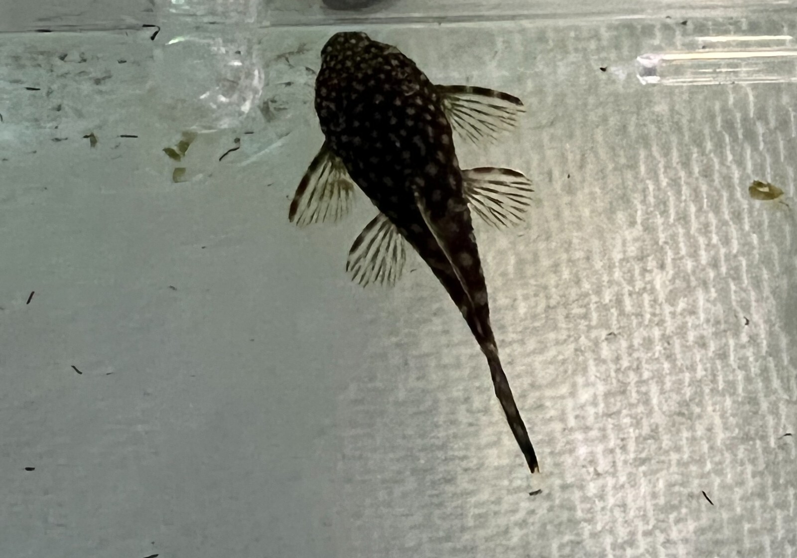 3x Chocolate bristlenose pleco .75-2 inch fish | eBay