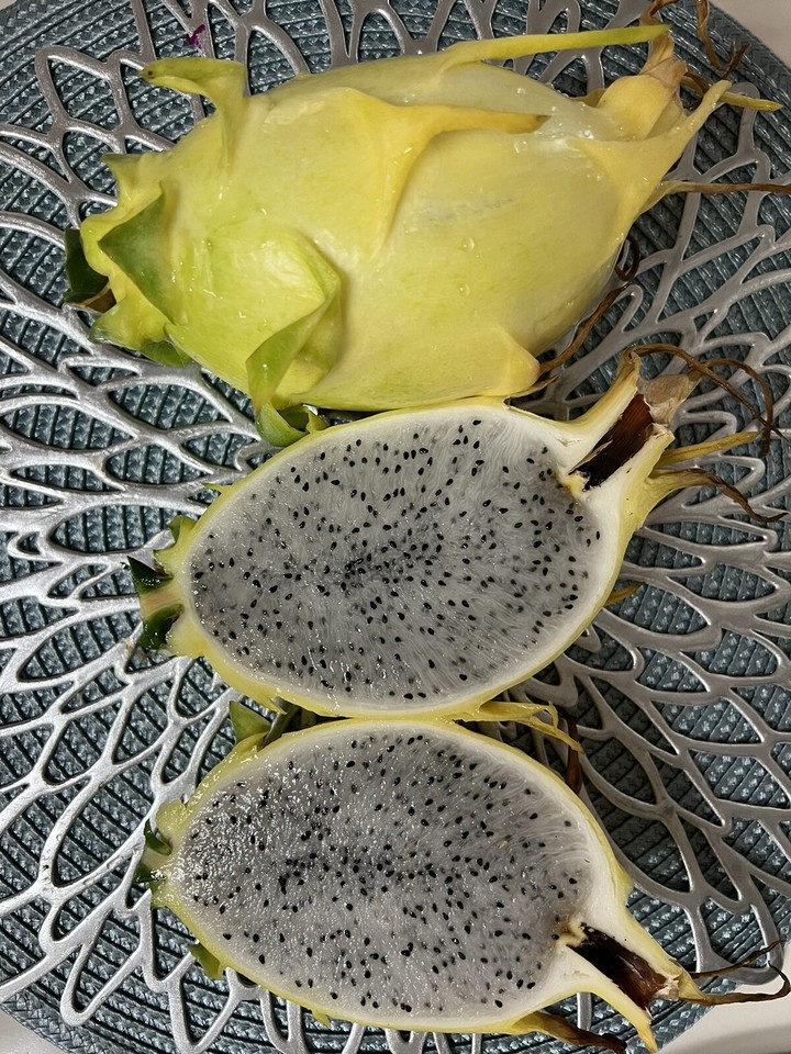 Dragon Fruit “Isis Gold “ Yellow Dragon Fruit 8-12Inches | eBay