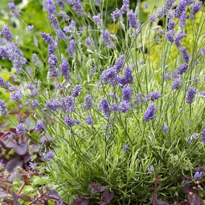 Lavender Plug Plants Platinum Blonde Fragrant Flowers Hardy Perennial ...