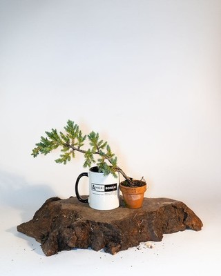 Chinese Juniper Mame Bonsai Tree | Outdoor Evergreen in Terracotta Pot ...