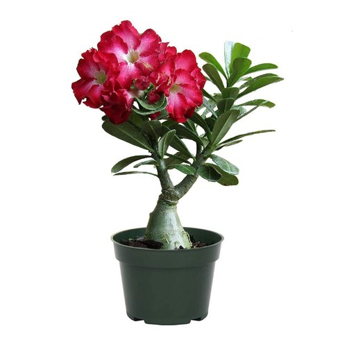 Live Single Bloom Desert Rose Plant, Indoor Plant with Colorful Flowers ...