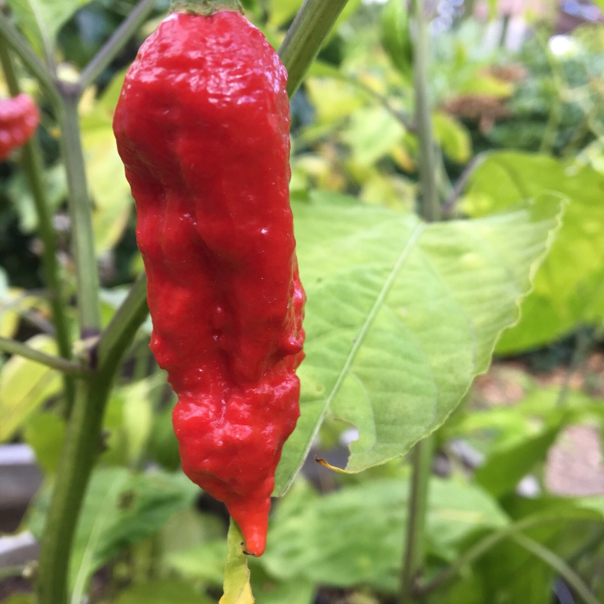 Dorset Naga Pepper Naga Morich Chilli Pepper Seed | Capsicum Chinense