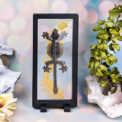 Q13d Flying Gecko Lizard Taxidermy Oddities Curiosities Floating ...