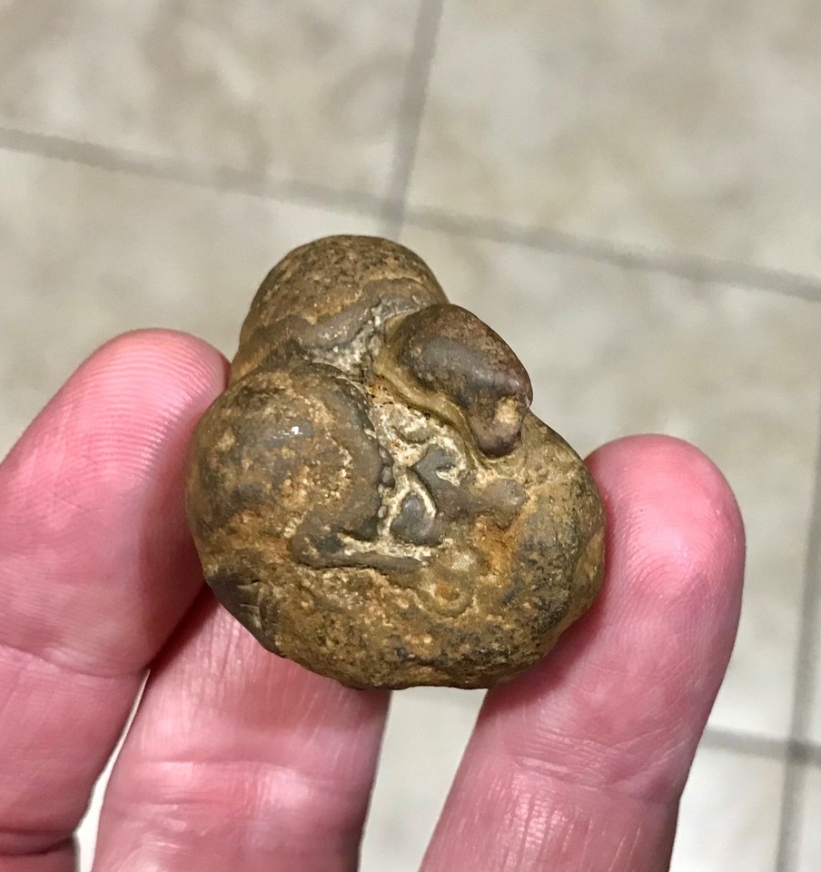 49.5 GRAMS OF REAL & HIGH QUALITY - DINO COPROLITE FOSSIL POO,DUNG,SCAT ...