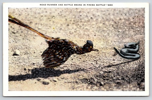 Animal~Road Runner & Rattle Snake In Mortal Combat~Vintage Postcard | eBay