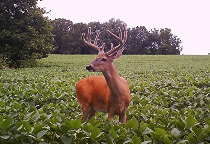 5 Lb Dwarf Essex Rape SEED Forage Food Plot Bulk DEER turkey attractant ...
