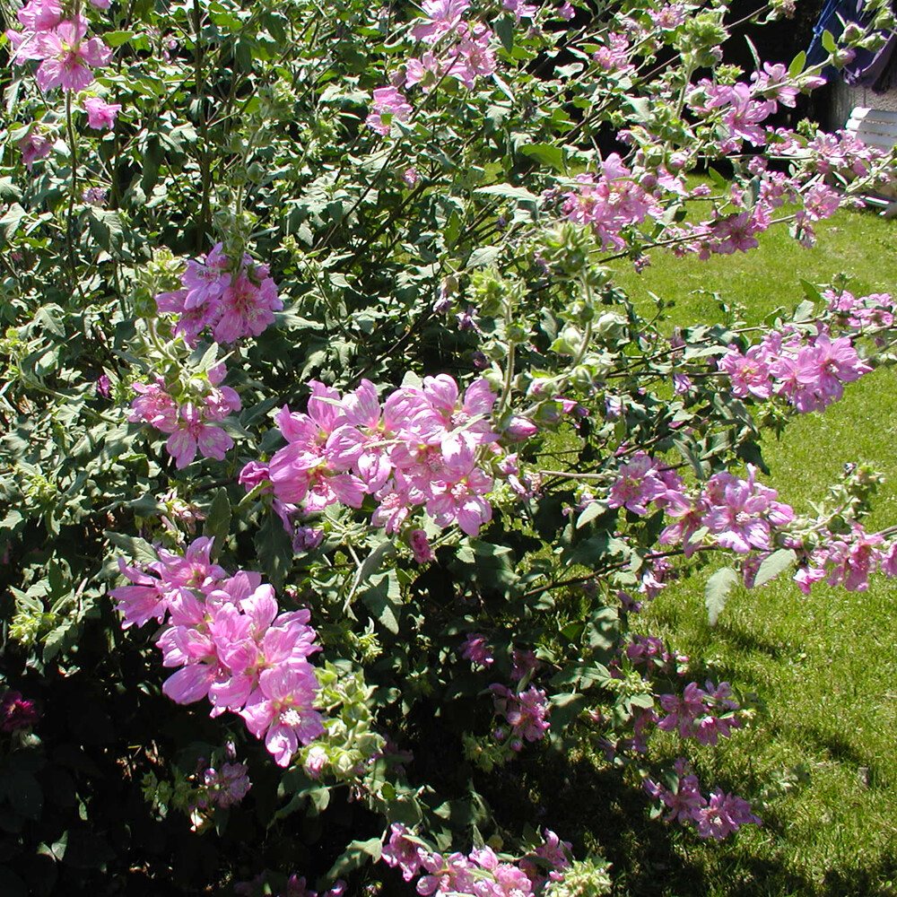 3 X LAVATERA 'ROSEA' TREE MALLOW SEMI-EVERGREEN SHRUB HARDY PLANT IN ...