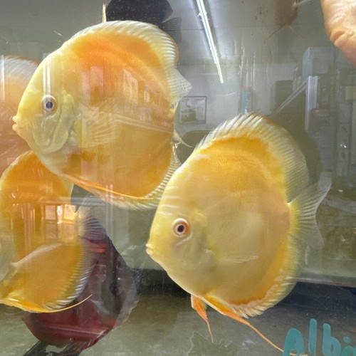 Albion Golden Discus 5 Inch Tropical Live Fish | eBay