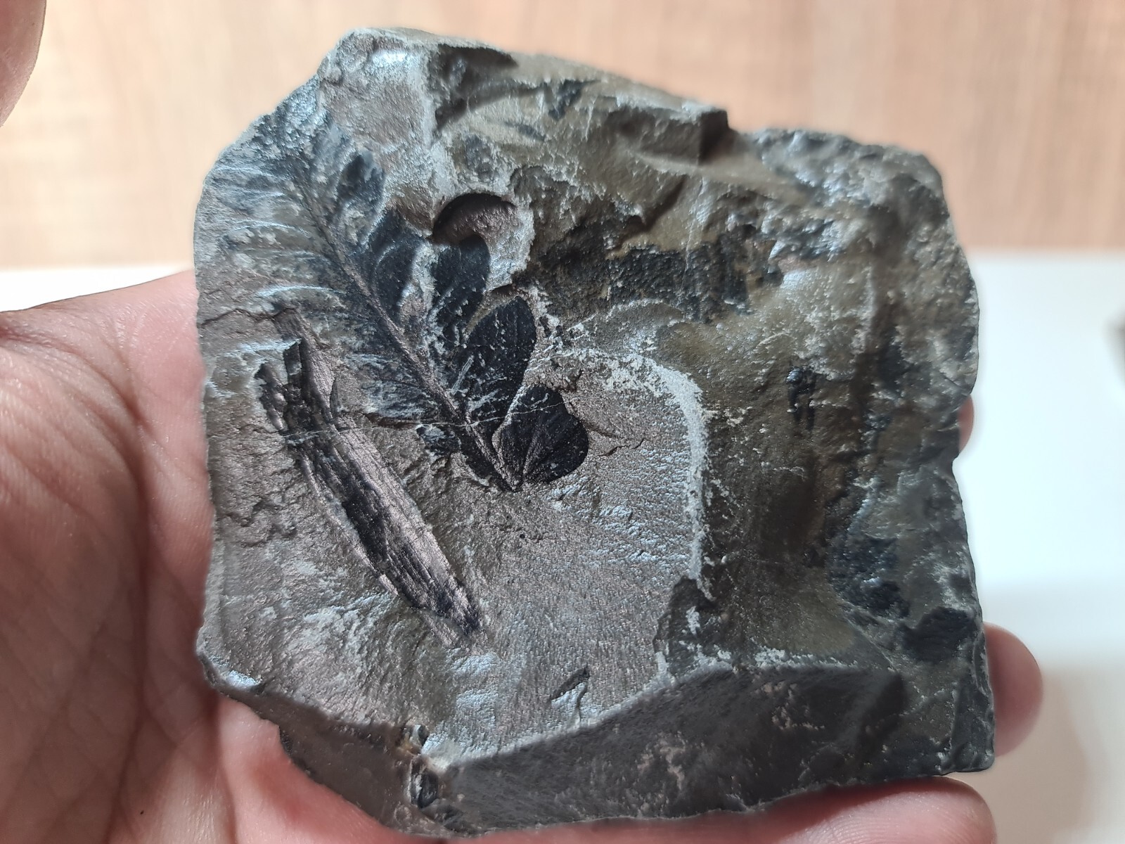 Poleontological sample imprint of the Carboniferous flora Ukrain of the ...