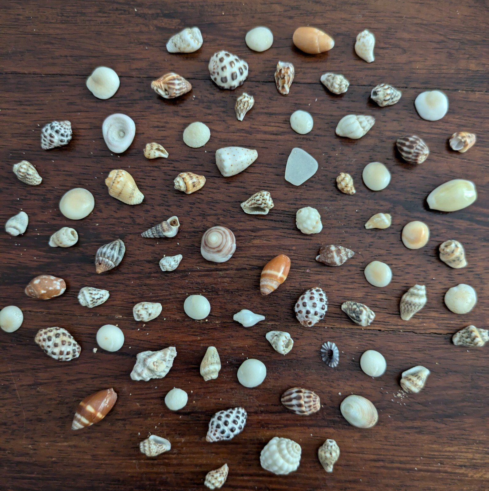 SMALL lot of (tiny) HAWAIIAN sea shells MIXED | eBay