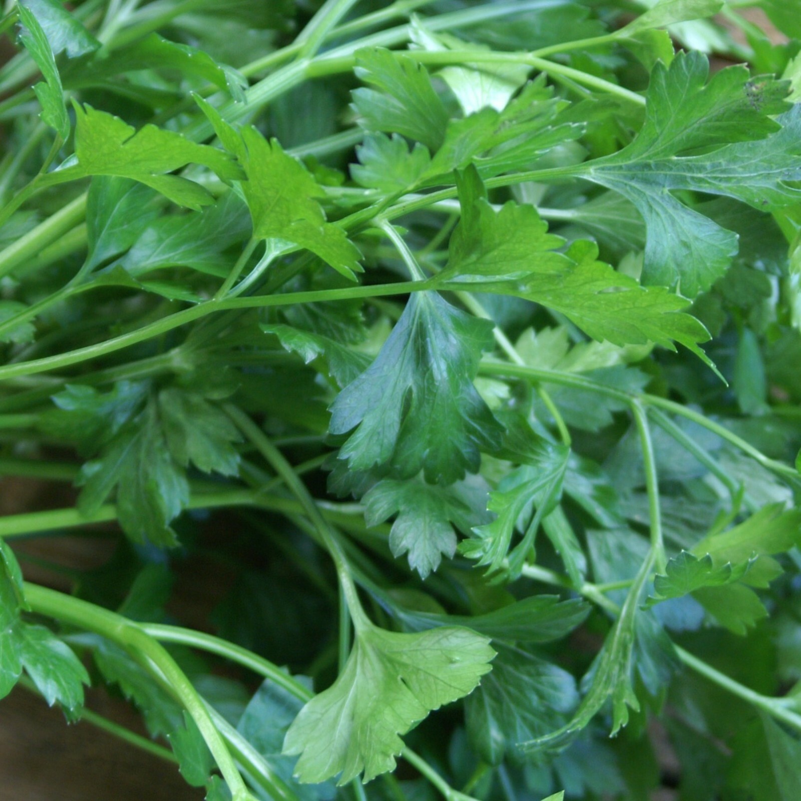 Plain Parsley