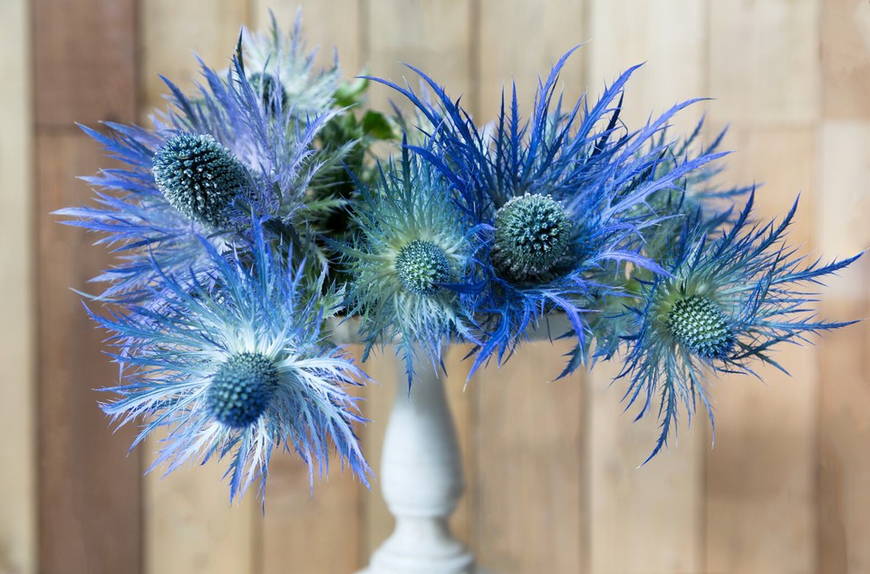 25 BLUE STAR SEA HOLLY Eryngium Flower Seeds *Flat S/H | eBay