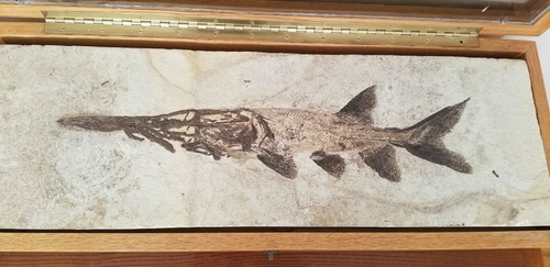 Paddlefish Fossil (Crossopholis) 21.5" "Green River Formation" PRICED ...
