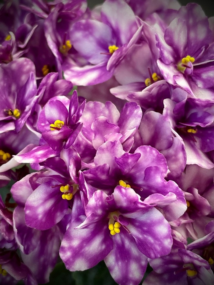 African Violet, Hunter's Mic Drop (SM) | eBay