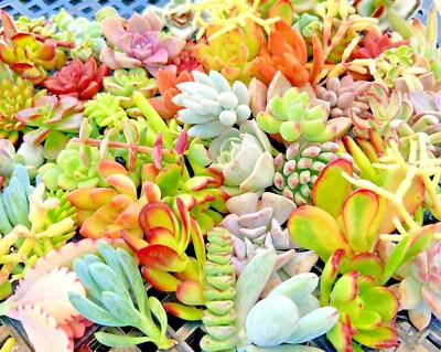 Large Colorful & Rare Cutting Mix 6-12+" | Organic Live Succulent Plant ...