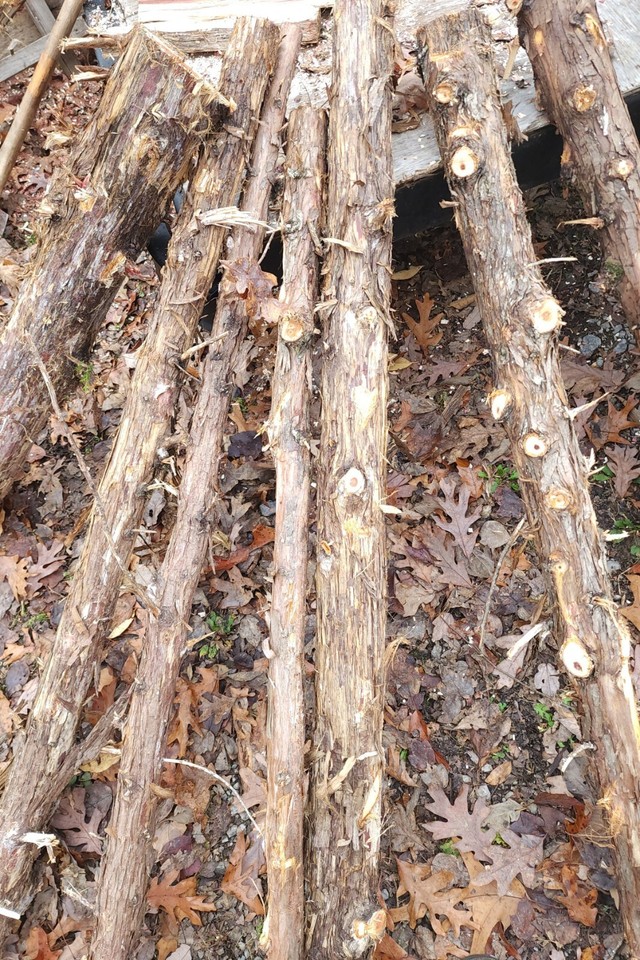 2 Red Cedar Logs Your Choice 8" - 10"- 12"- 14" Length Crafts Table Leg ...