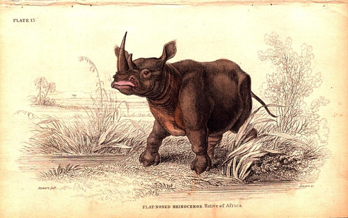 "FLAT-NOSED RHINOCEROS" NATIVE, AFRICA Antique original Lizars ...