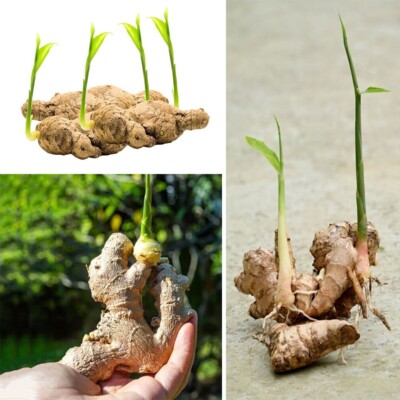 50 Fresh Ginger Roots Sprouted Live Rhizome Ready To Plant Zingiber ...