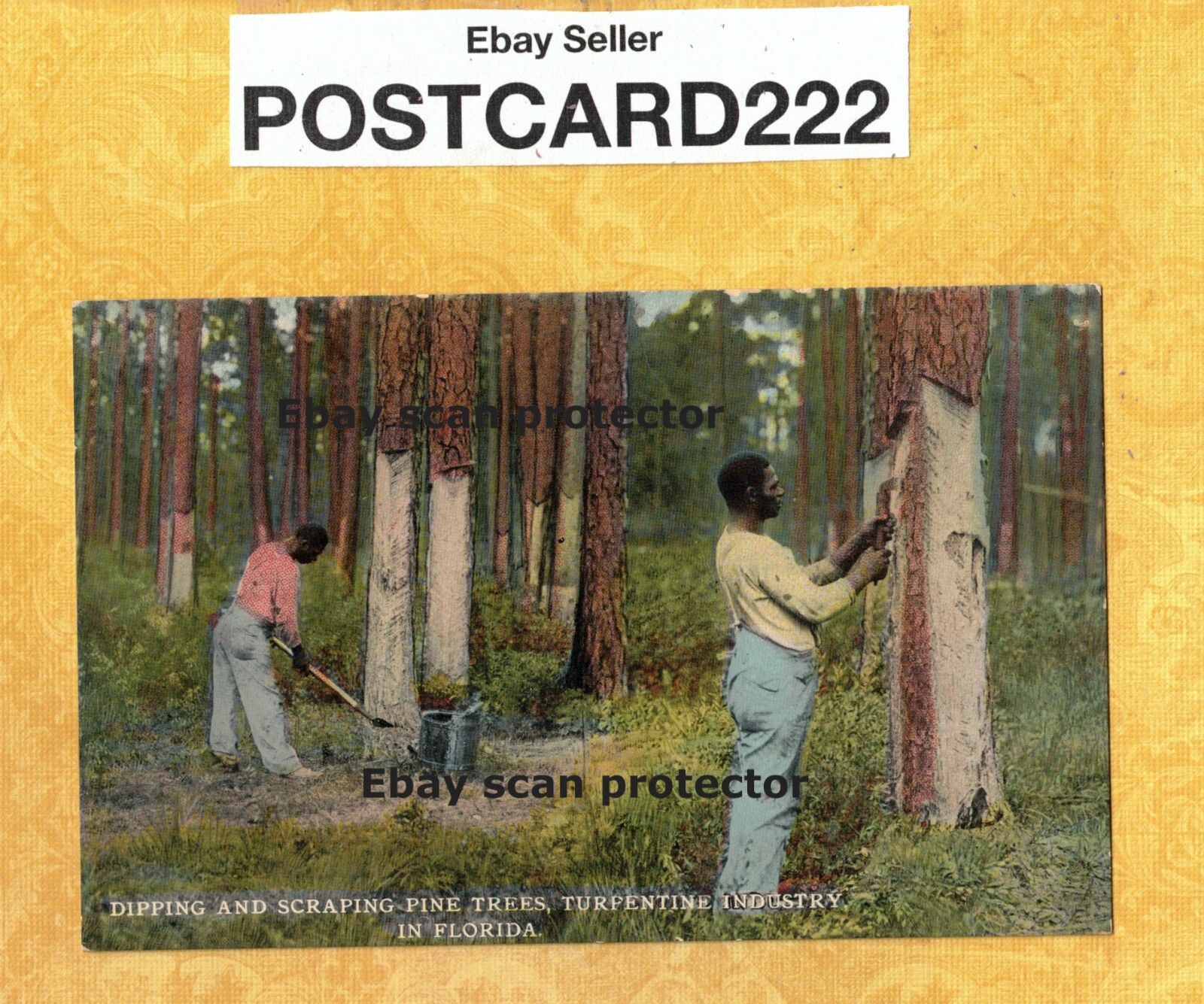 FL Florida 1908-29 antique postcard WORKERS dipping & scrapping pine ...
