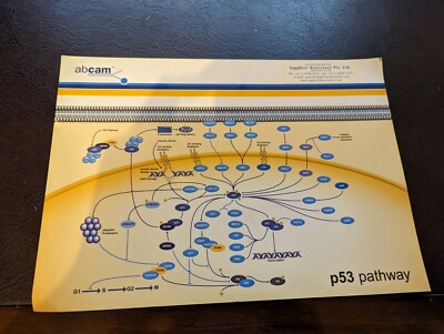 p53 pathway Abcam Scientific Poster Print A4 - Antibody List On Reverse ...