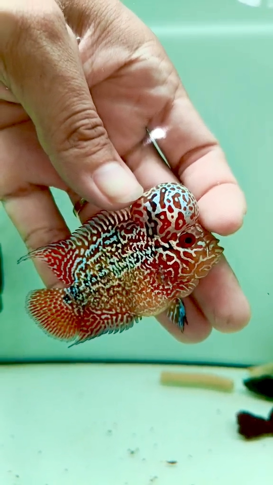 1 Male-Live Aquarium Flowerhorn Fish High Quality-Super Short Body Red ...