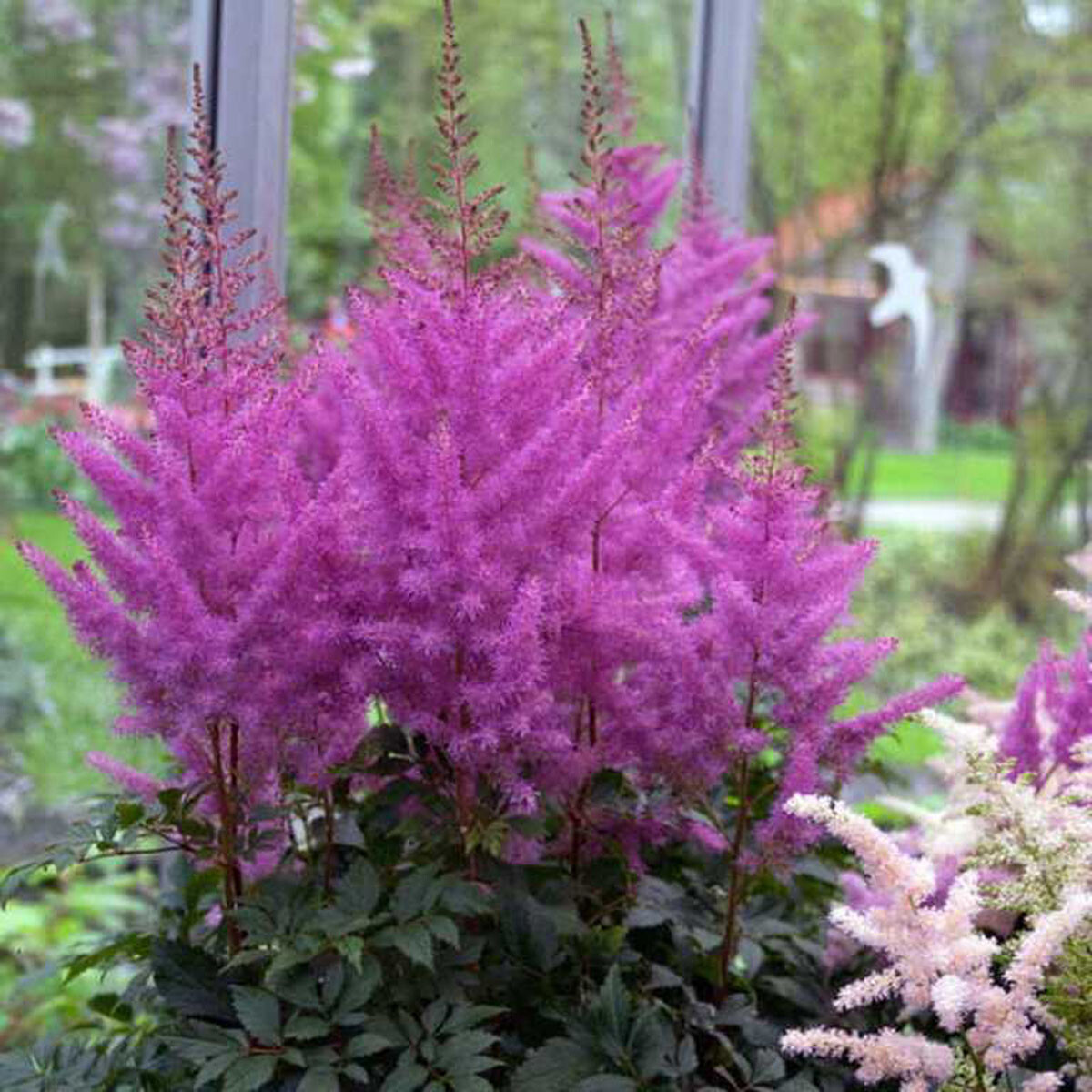 Purple Astilbe