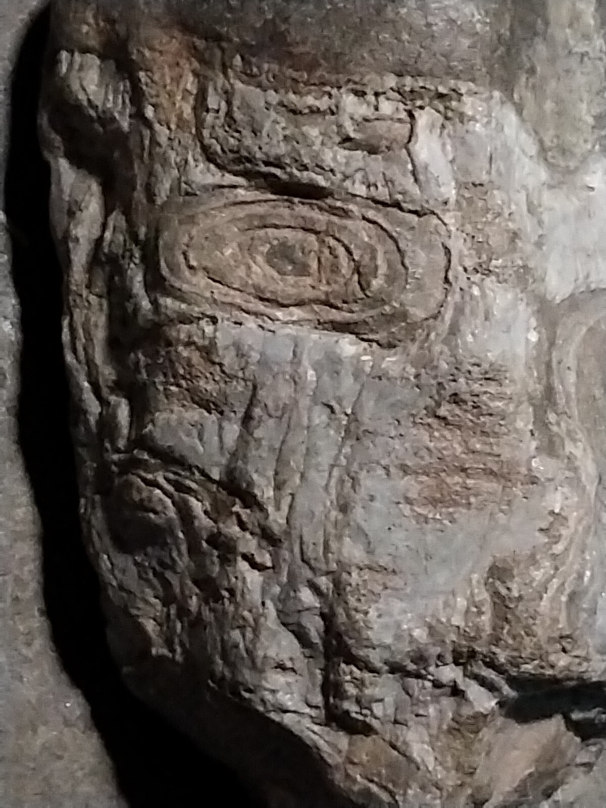 Fossilized Alien Head | eBay