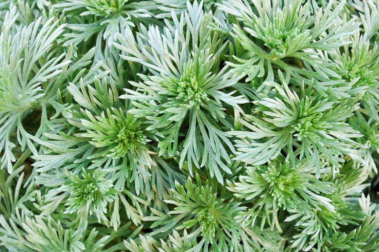 Artemisia Silver Mound Car Artemisia Schmidtiana 'Silver Mound'