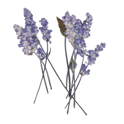 6pcs Pressed Sage Flower Dried Flowers For Bookmarks Frame Decor DIY ...