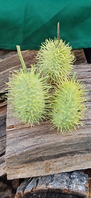 African Spiky Cucumber - Cucumis longipes - 5+ graines - graines - Cu ...