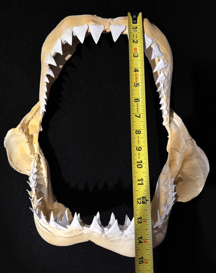 Great White Shark Jaws replica LARGE 15 inch Jaws 50th Bruce Amity ...