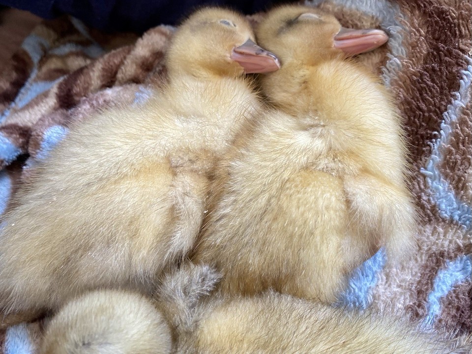 Call Duck Hatching Eggs Fertile Call Duck Eggs Snowy Call Duck Eggs Qty ...