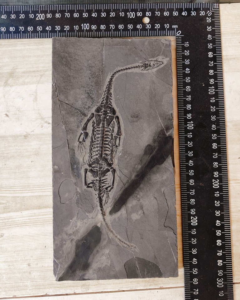 Keichousaurus Skeleton Fossil Triassic Reptile Dinosaur Bones China | eBay