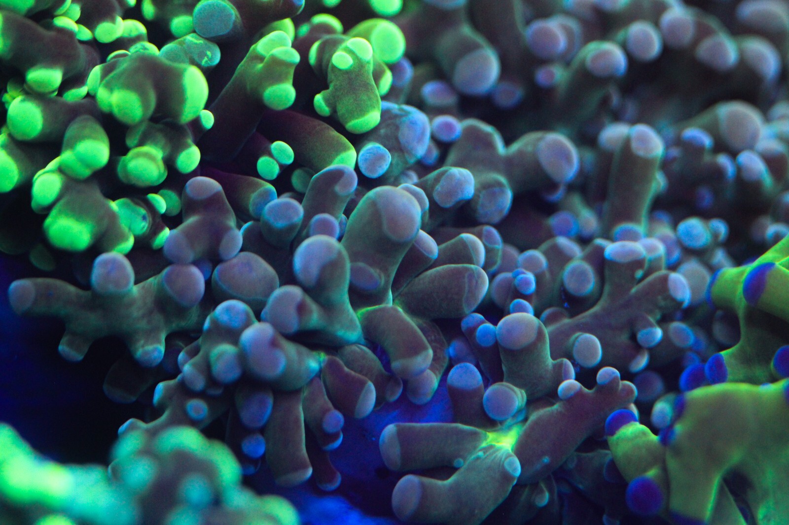 Pink Tip FrogSpawn WYSIWYG-LIVE CORAL-FRAG-SPS LPS ZOAS | eBay