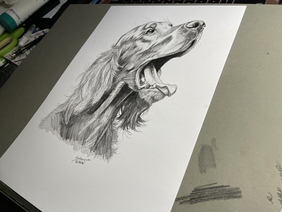 COA Original Drawing Art Pencil sketch dog red irish setter portrait 8 ...