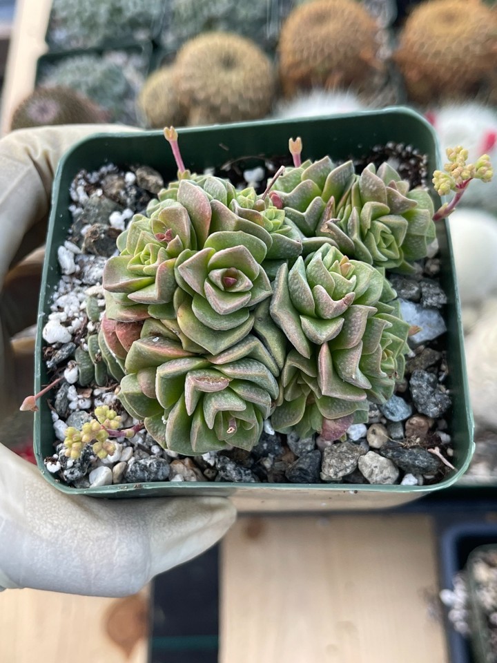 Crassula susannae – Rare Stacked Succulent | Live Succulent | eBay