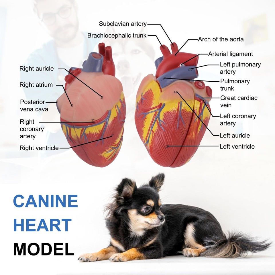 Canine Heart Model, 2-Part Canine Heart Anatomy Model Removable with ...