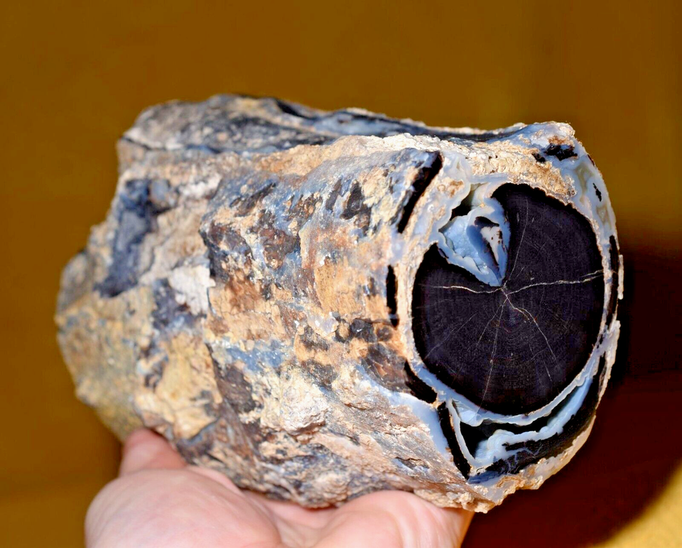 Two Faces Polished Petrified Agatized Wood Tree Trunk W Branch 3Lbs ...