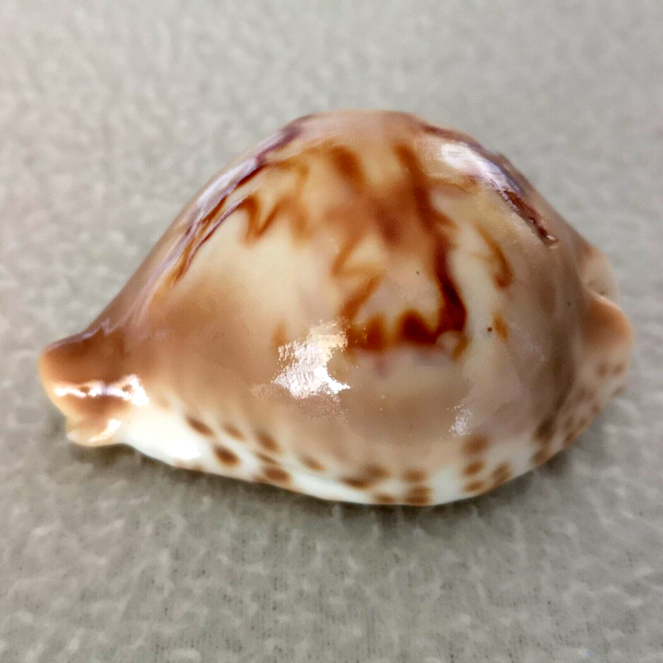 Cypraea fultoni f. massieri #4 69.3mm ULTRA! BIG RARE BEAUTY from ...