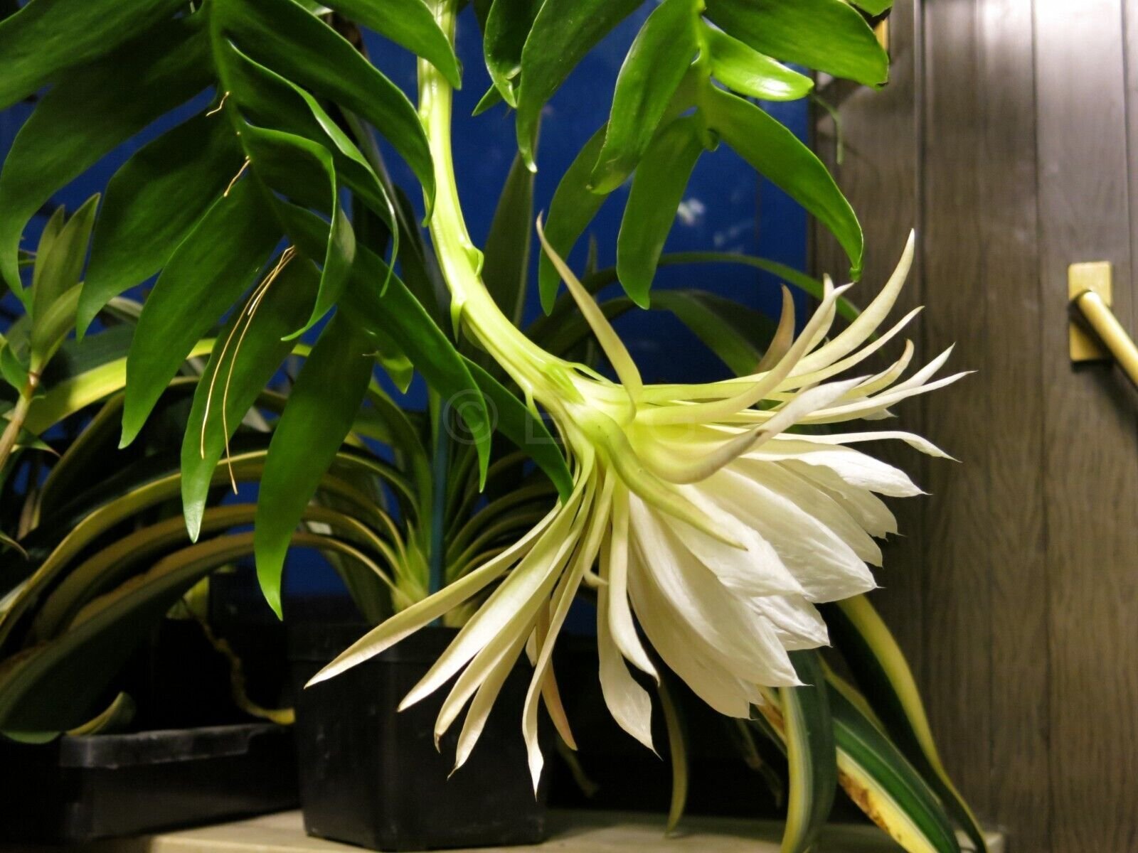 Shark's Tooth Cactus - Live Plant in a 4 Inch Pot - Selenicereus ...