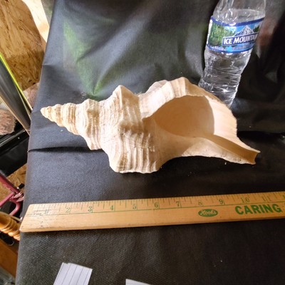 Giant LG Natural HORSE CONCH Shell Huge Seashell 12 x 6"* Triplofusus ...