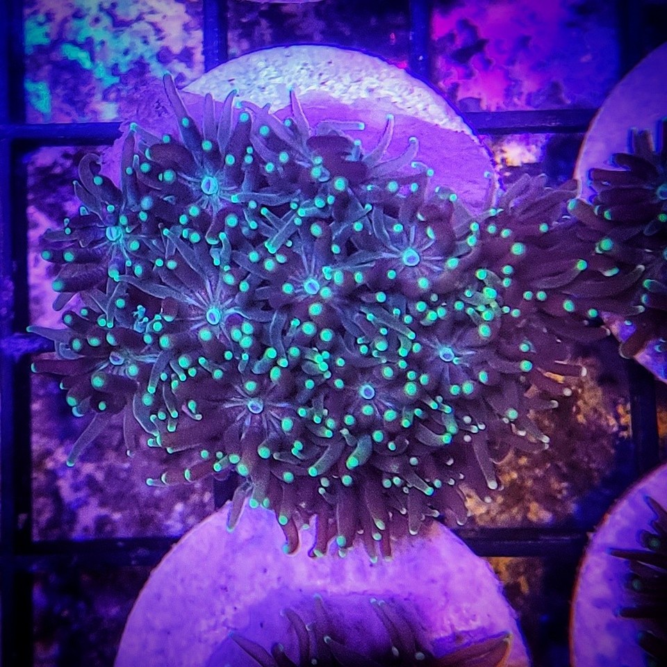 Neon Green Galaxea Coral Frag Large Chunk FREE SHIPPING! | eBay