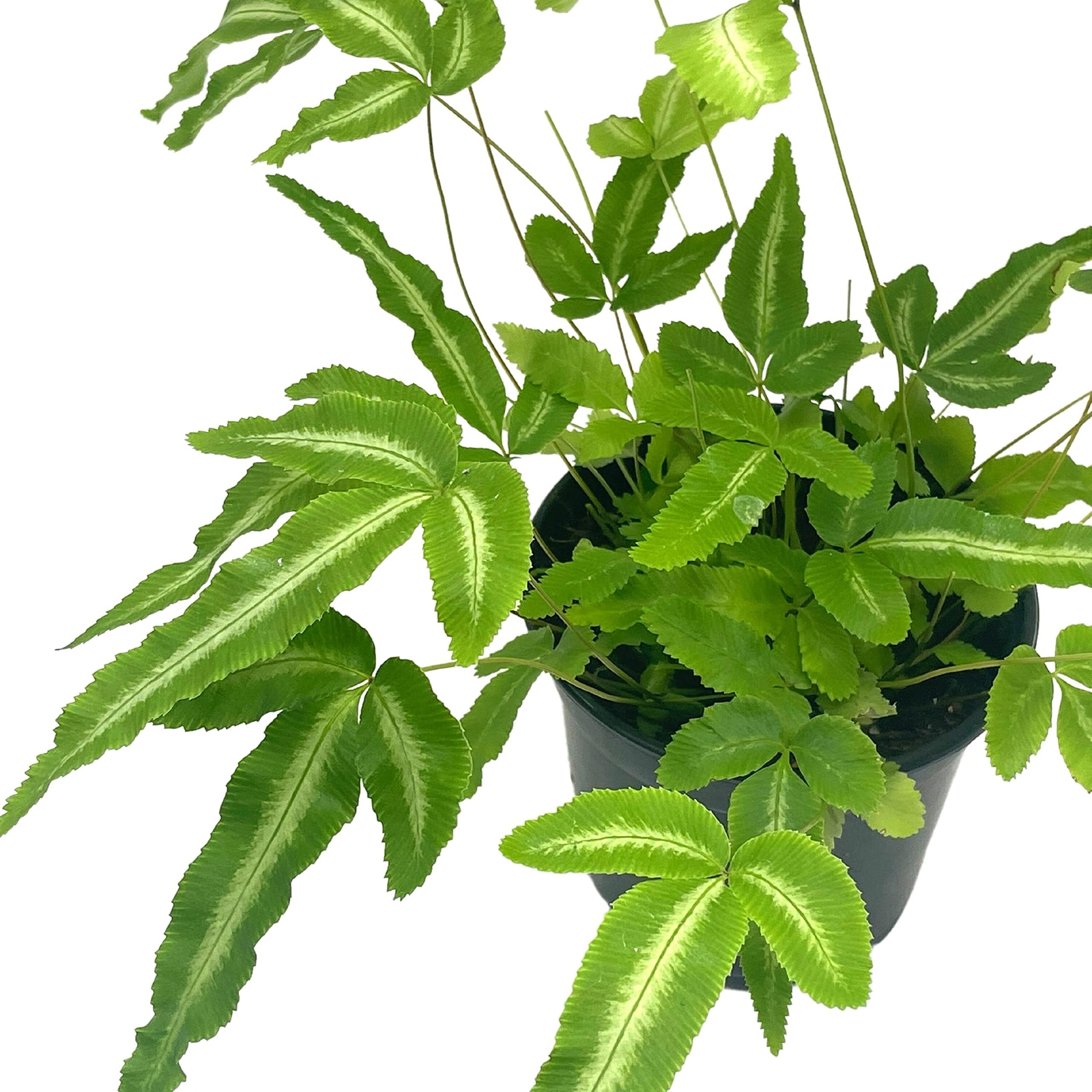 Cretan Brake Fern, 4 inch, Silver Lace Fern, Pteris Cretica, Ribbon ...