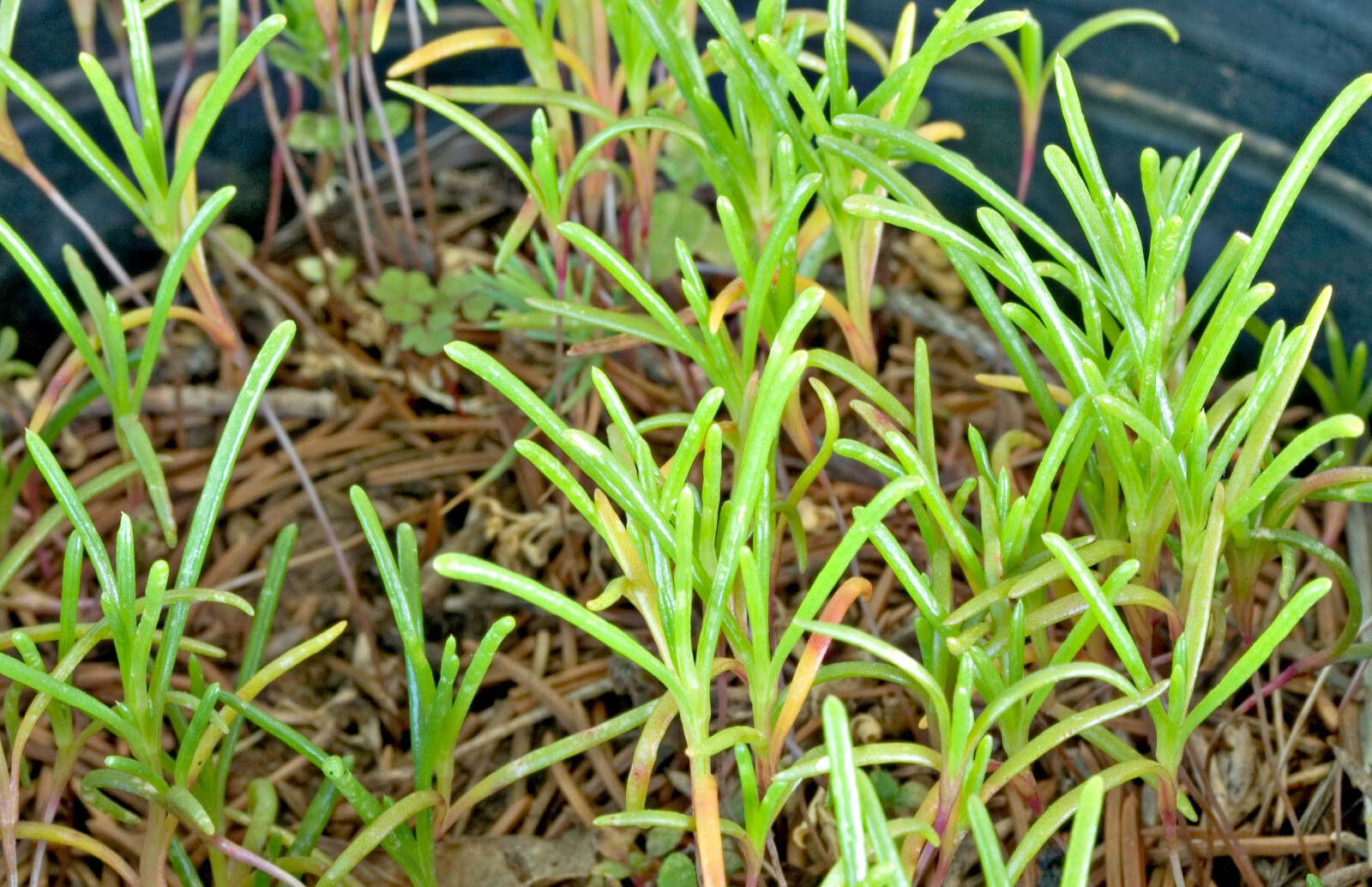 SALTWORT 25 Seeds Okahijiki Japanese Herb Vegetable Garden Land Seaweed ...