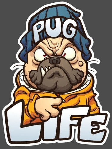 Cute Pug Life Sticker / Decal 130mm x 100mm pug dog puppy car van ute ...
