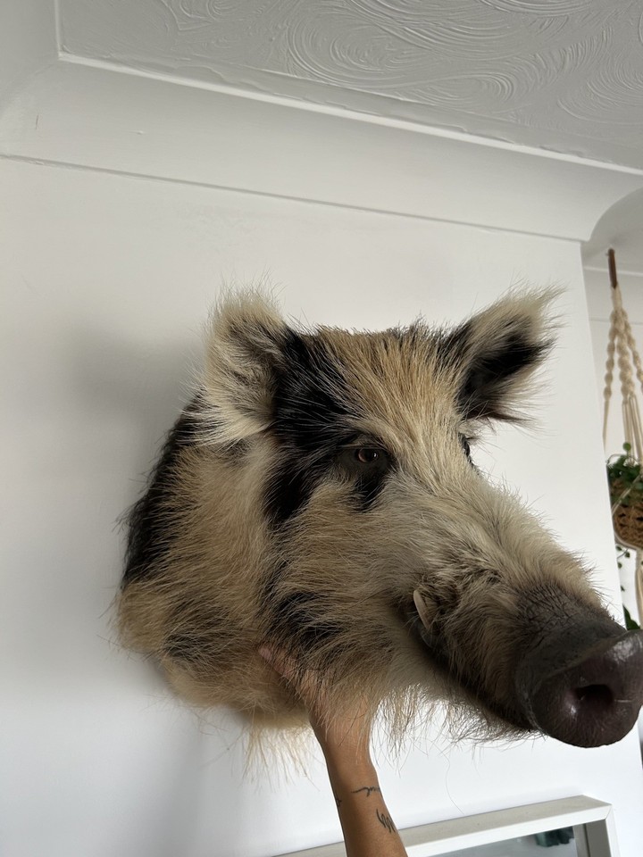 Wild Boar Shoulder Mount, Wild boar head, Wild boar, Taxidermy, Trophy ...
