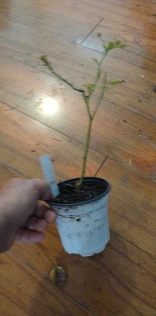 Rose Double Delight Hybrid Tea Cold Hardy 4" Pot - No Pot, Not Grafted ...