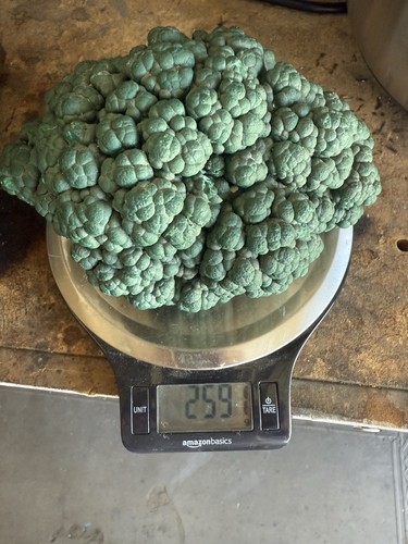 Botrydial Malachite Brain Formation-large 5.71 Lbs | eBay